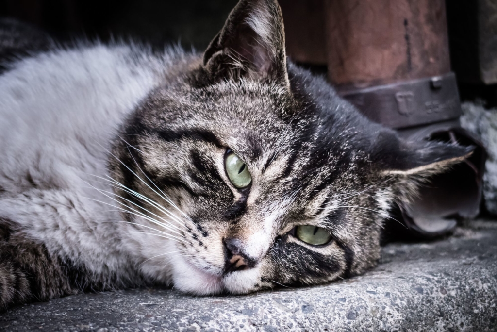 Npm Ci npm Run Dev FATAL Cannot Find Module dotenv IT 
