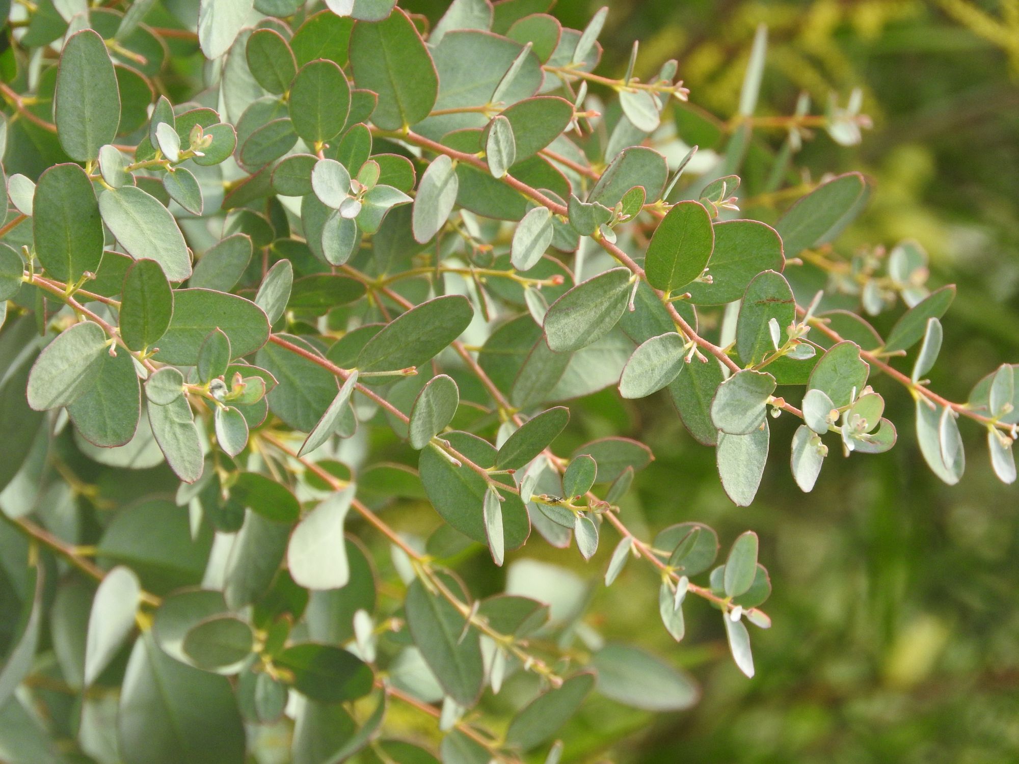 「udev」という言葉の読み方(発音)とは？ | IT資格マニアのエンジニア技術ブログ×英語